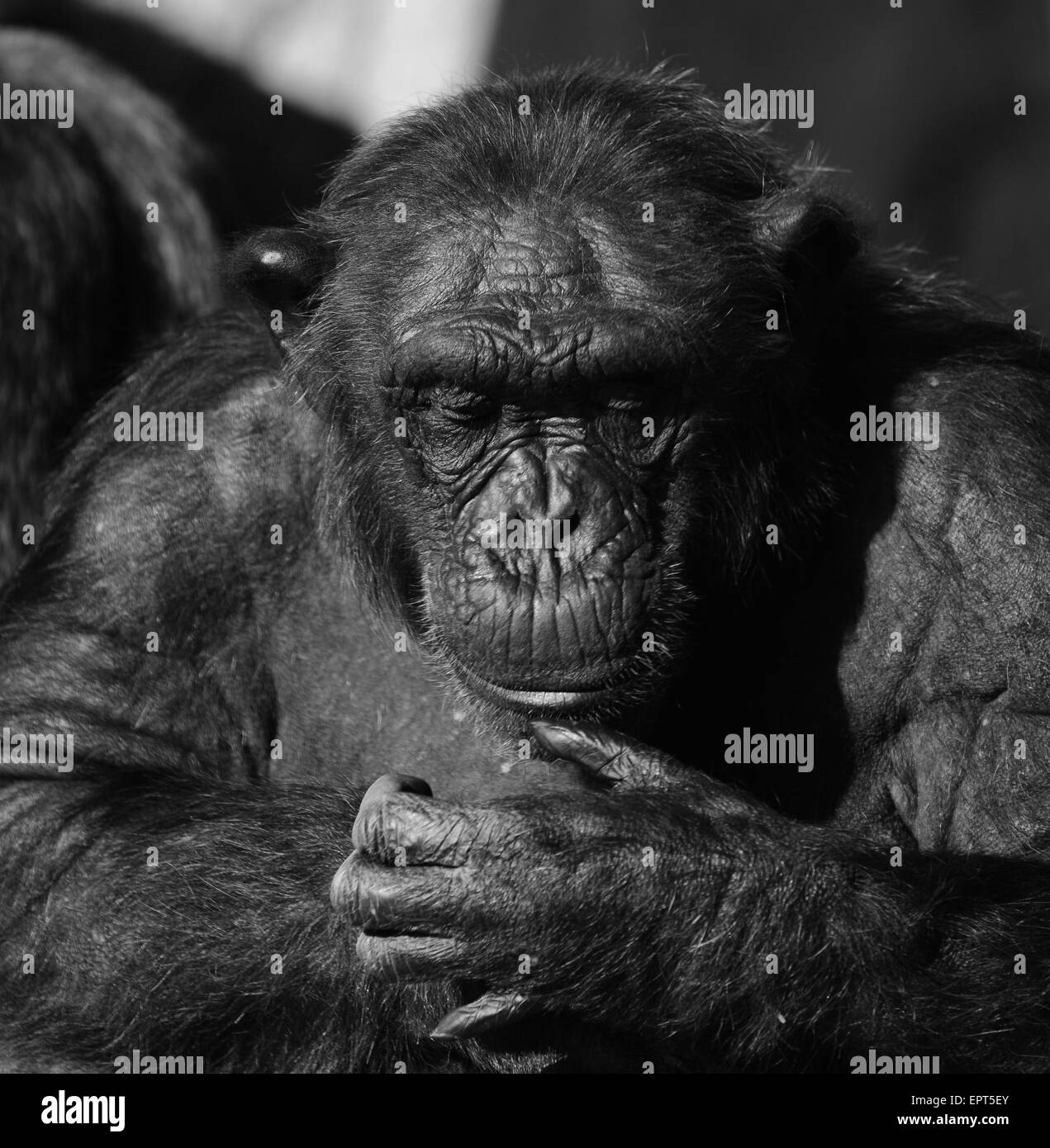 Chimpanzee monochrome portrait Stock Photo - Alamy