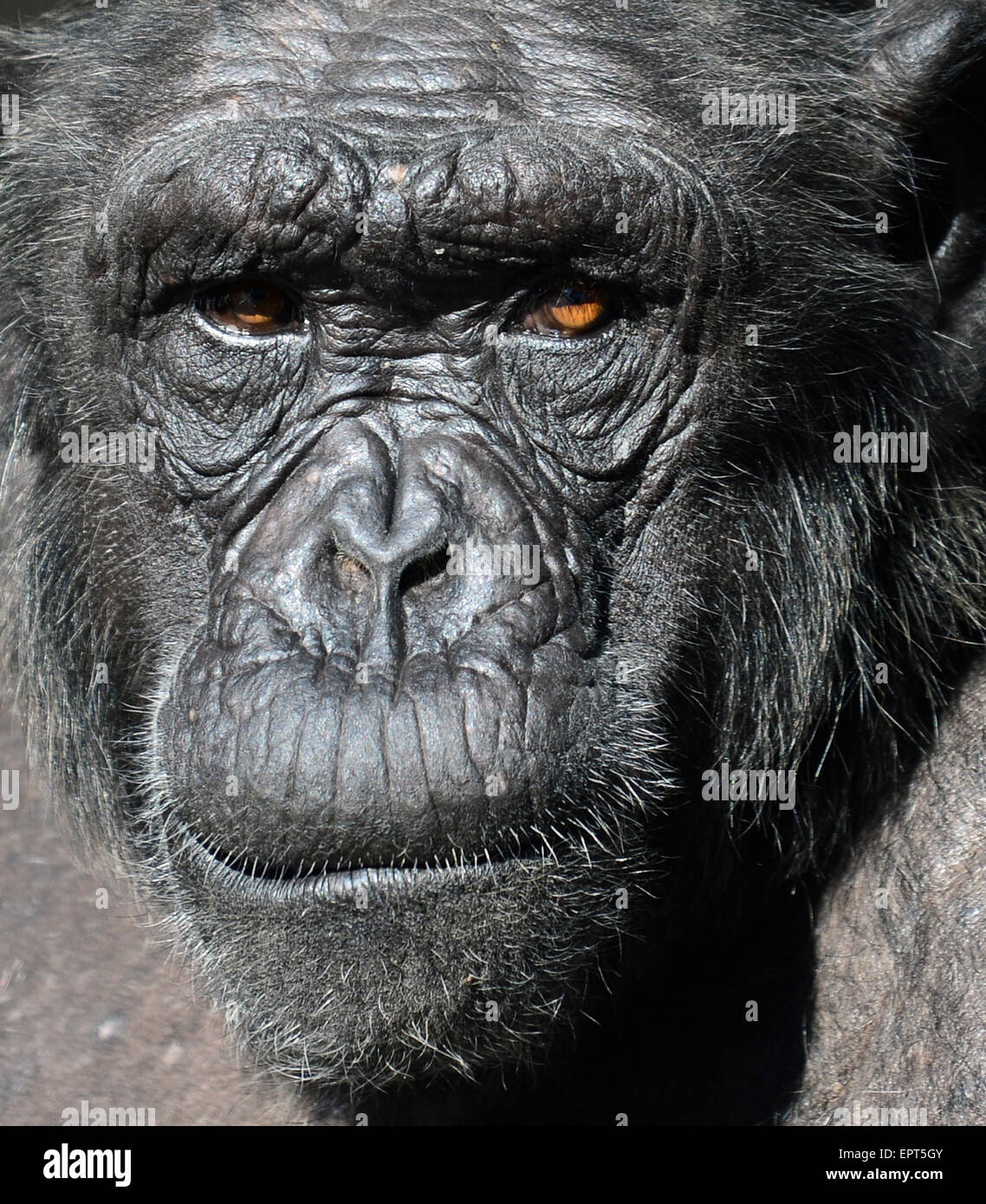 Chimpanzee Hands Head High Resolution Stock Photography and Images - Alamy