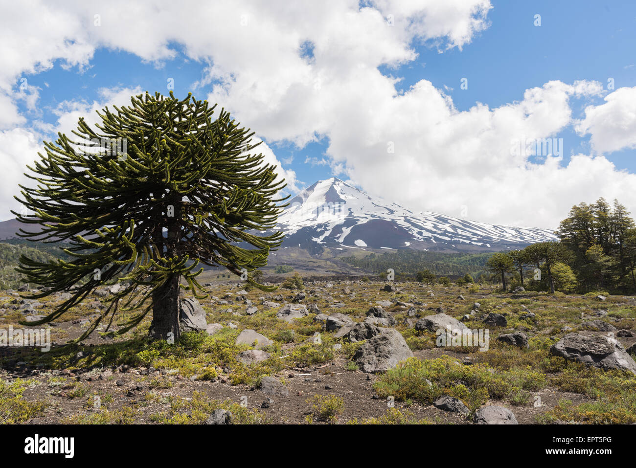 Volcan Llaima in Parque Nacional Conguillio, IX Region de la Araucanía ...