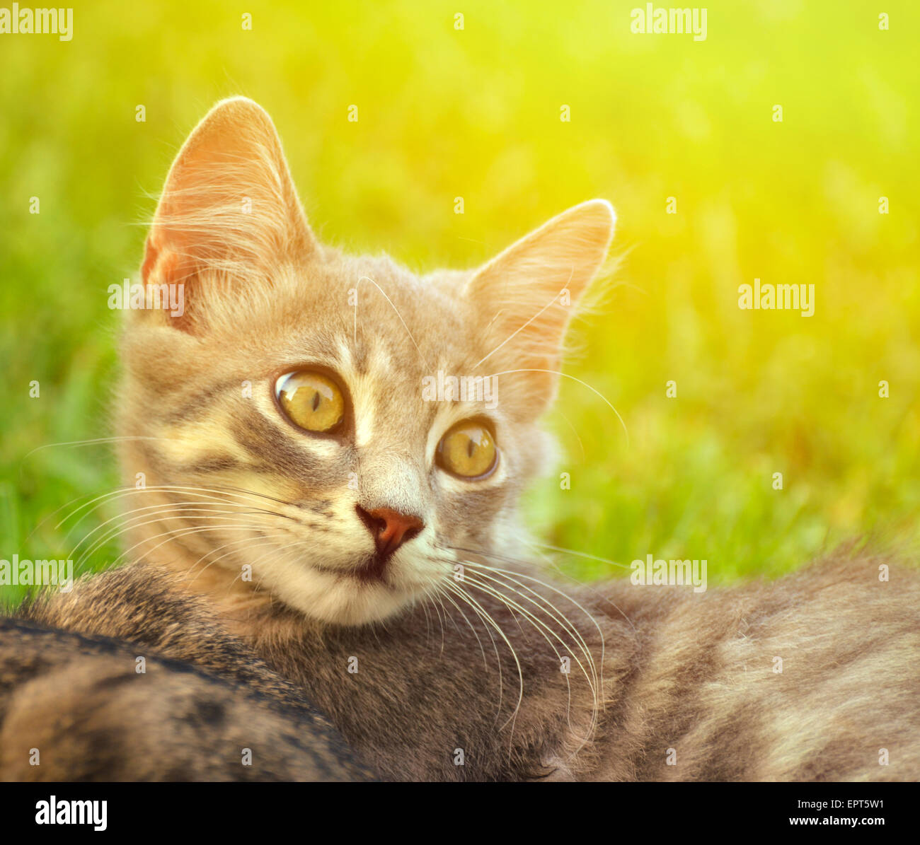 Cute kitten portrait outdoor Stock Photo - Alamy