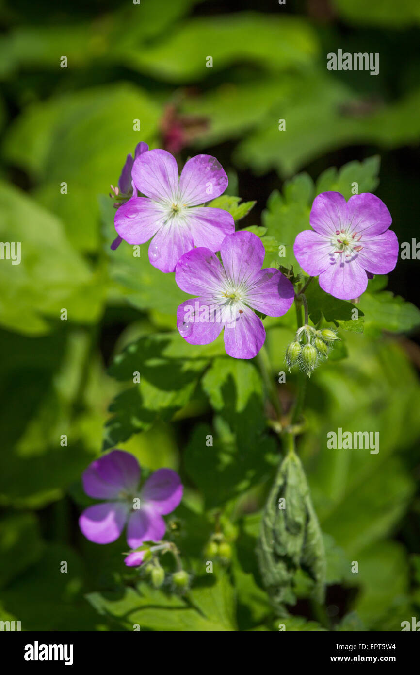 Common geranium hi-res stock photography and images - Alamy