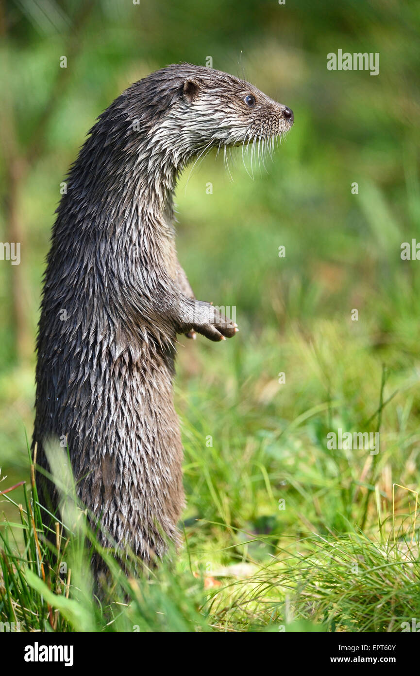 Lutra lutra germany hi-res stock photography and images - Alamy