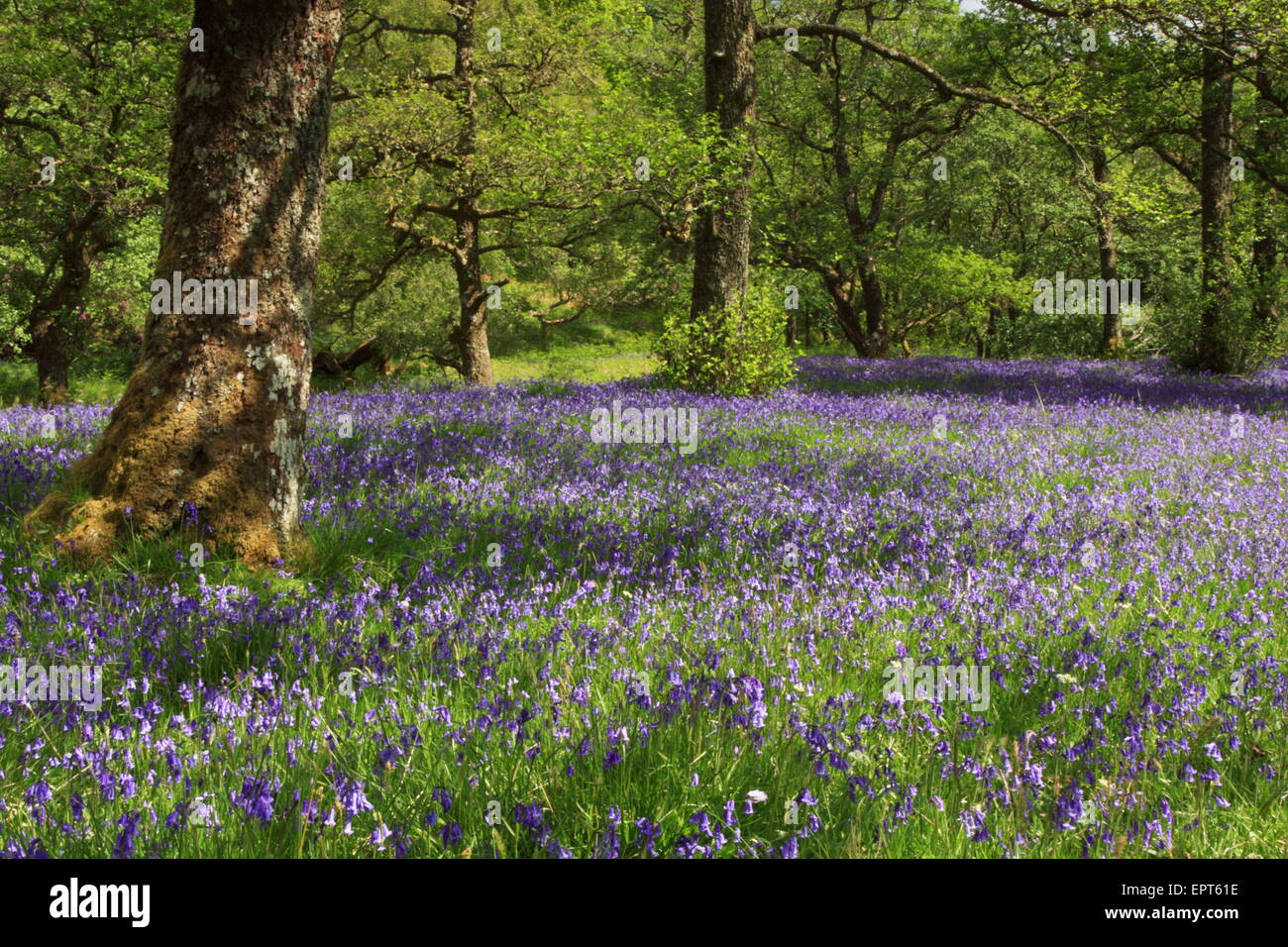 Bluebells in the Scottish Highlands Stock Photo - Alamy