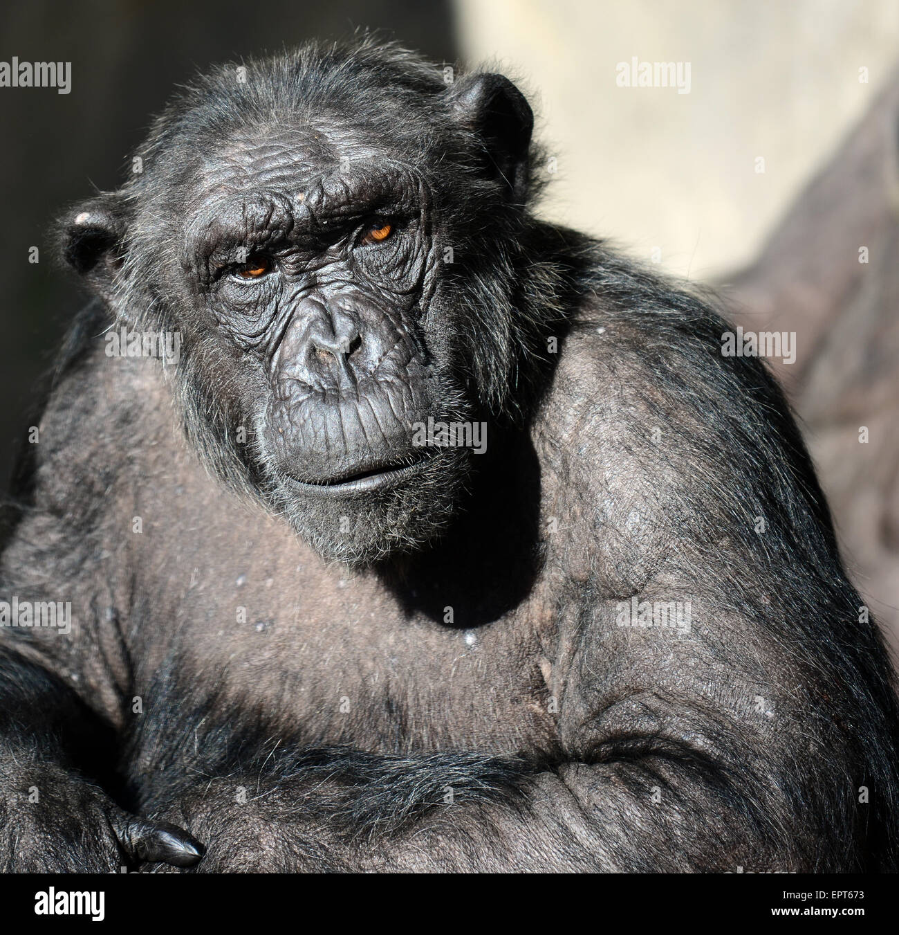 Chimpanzee hands head hi-res stock photography and images - Alamy