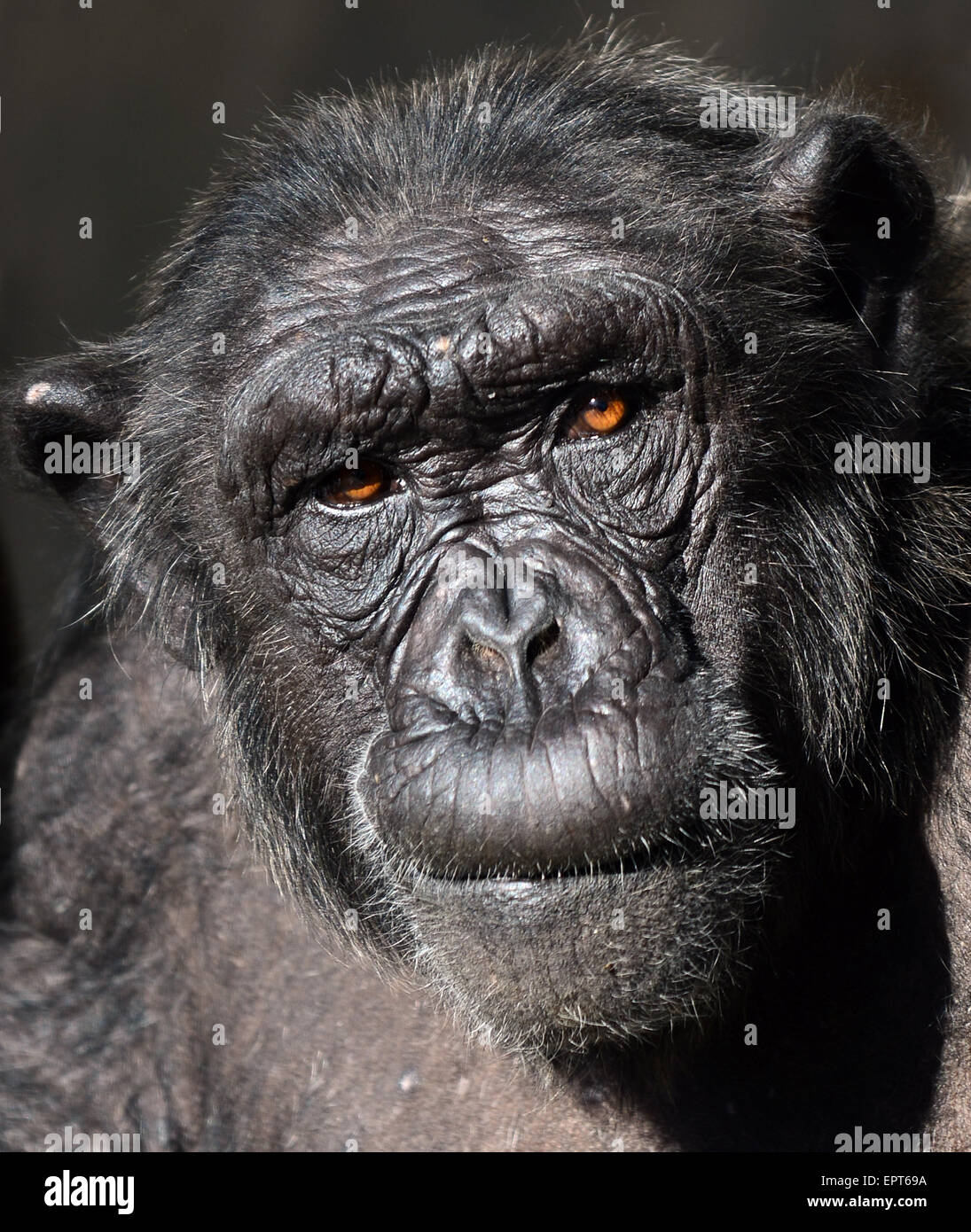 Black and white chimpanzee portrait hi-res stock photography and images ...