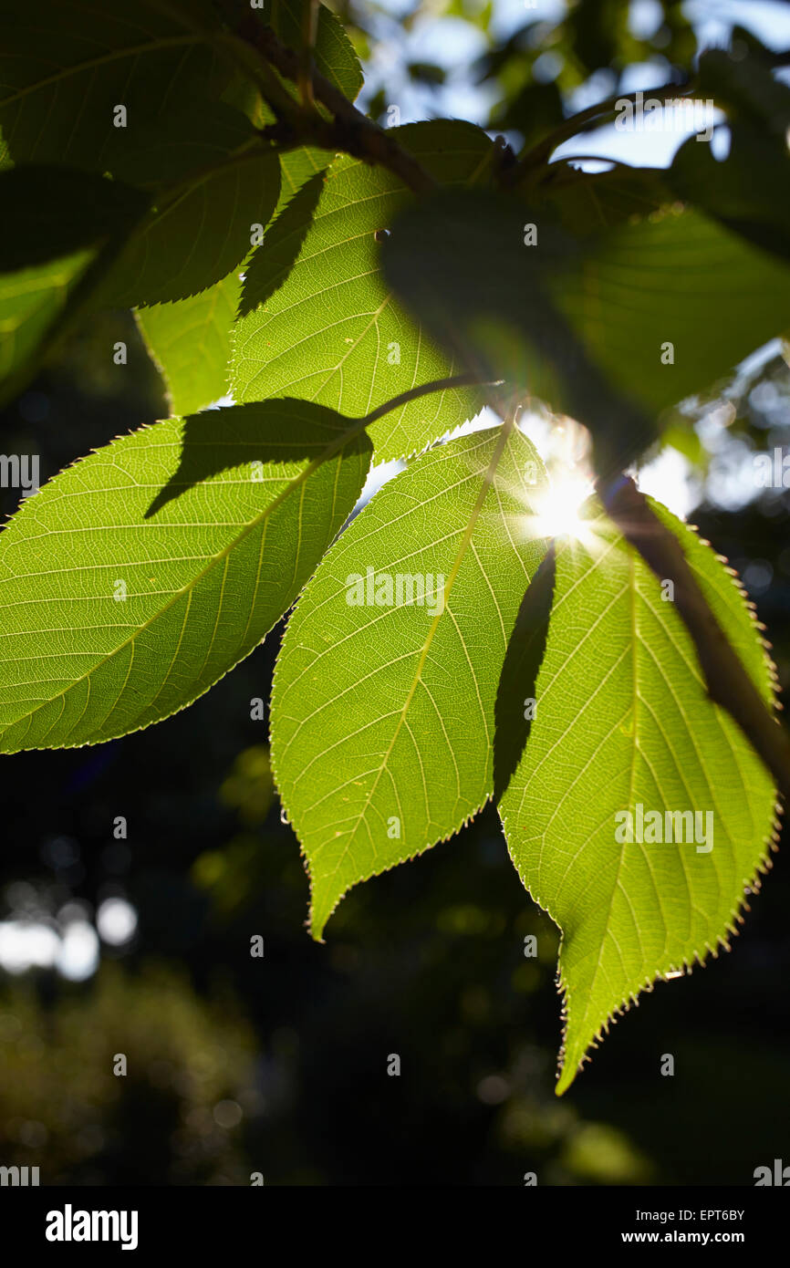 Close-up of green, backlit leaf with sunray, Germany Stock Photo - Alamy