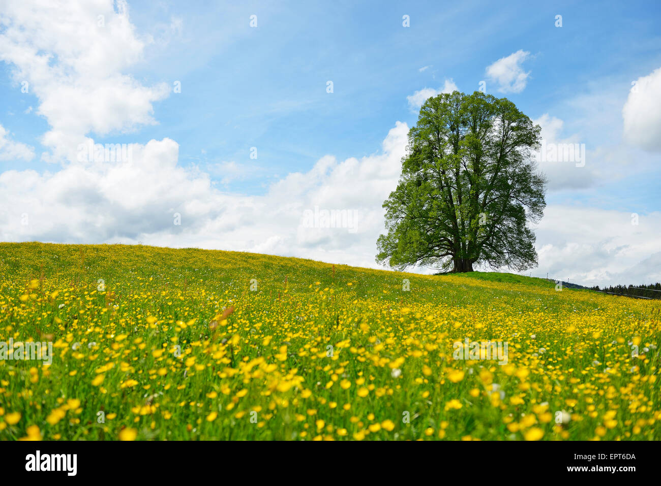 Lime Tree in blooming Meadow, Spring, Upper Bavaria, Bavaria, Germany ...