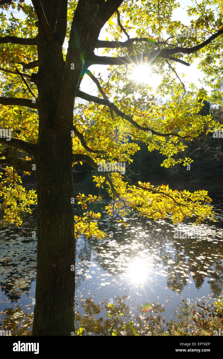 Landscape glare water through oak hi-res stock photography and images ...