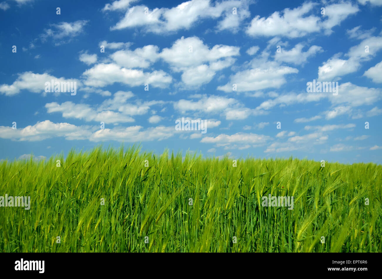 Green fresh grass Stock Photo - Alamy