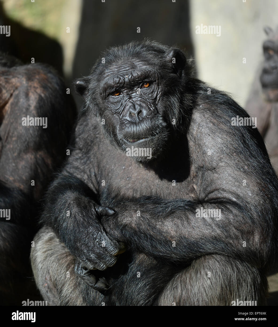 Bald chimpanzee hi-res stock photography and images - Alamy