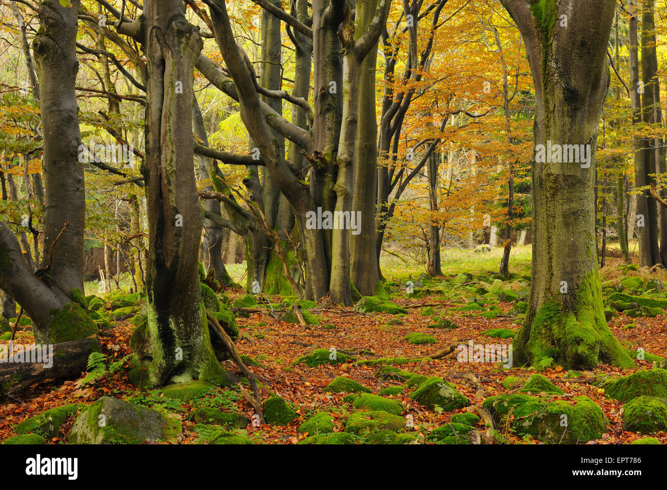 Gersfeld hi-res stock photography and images - Alamy