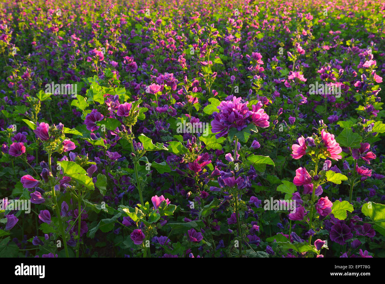 Field with Mallow Flowers in Summer, Arnstein, Franconia, Bavaria ...