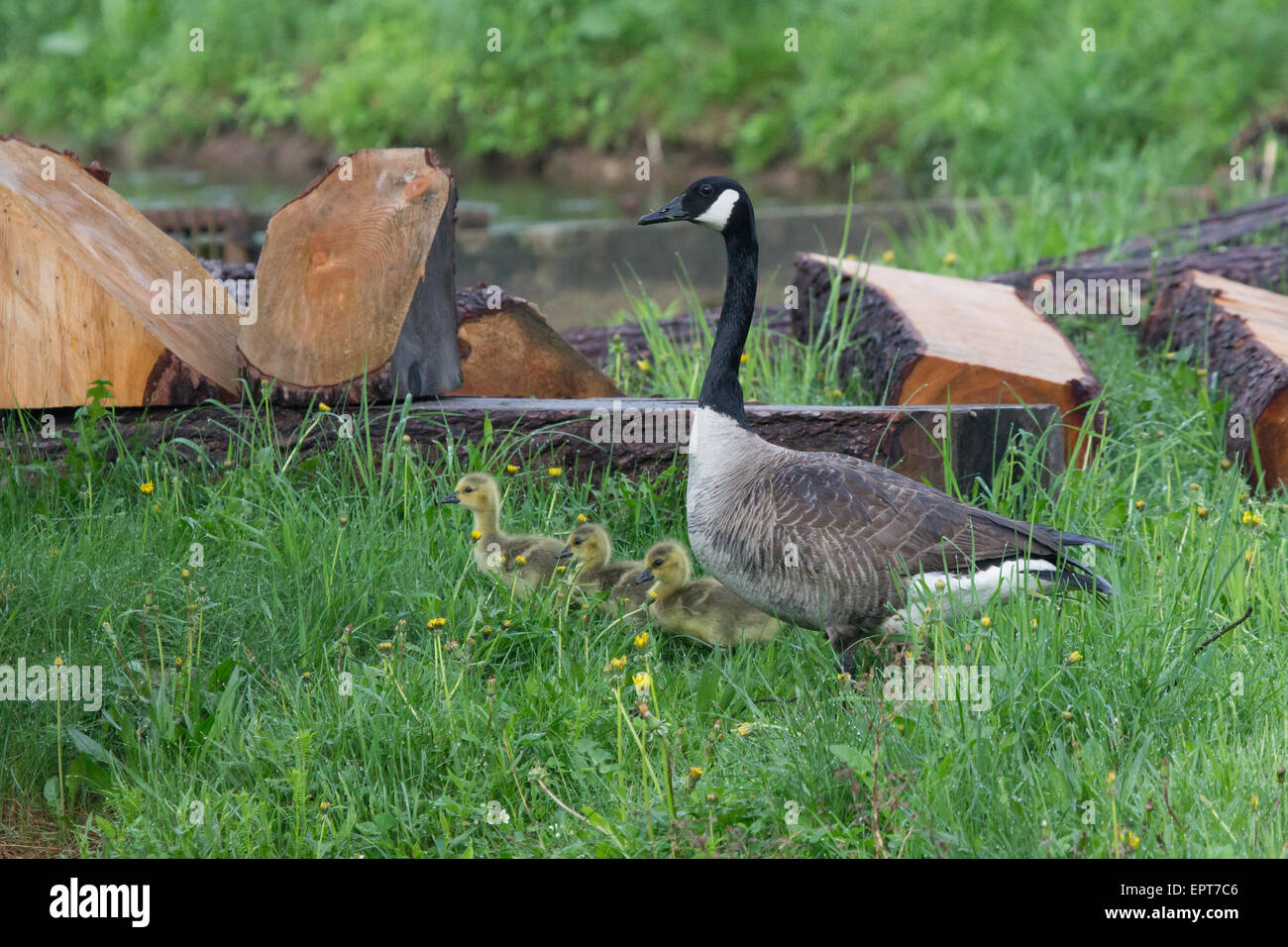 A mother Canada Goose teaches her goslings the ins and outs of being ...