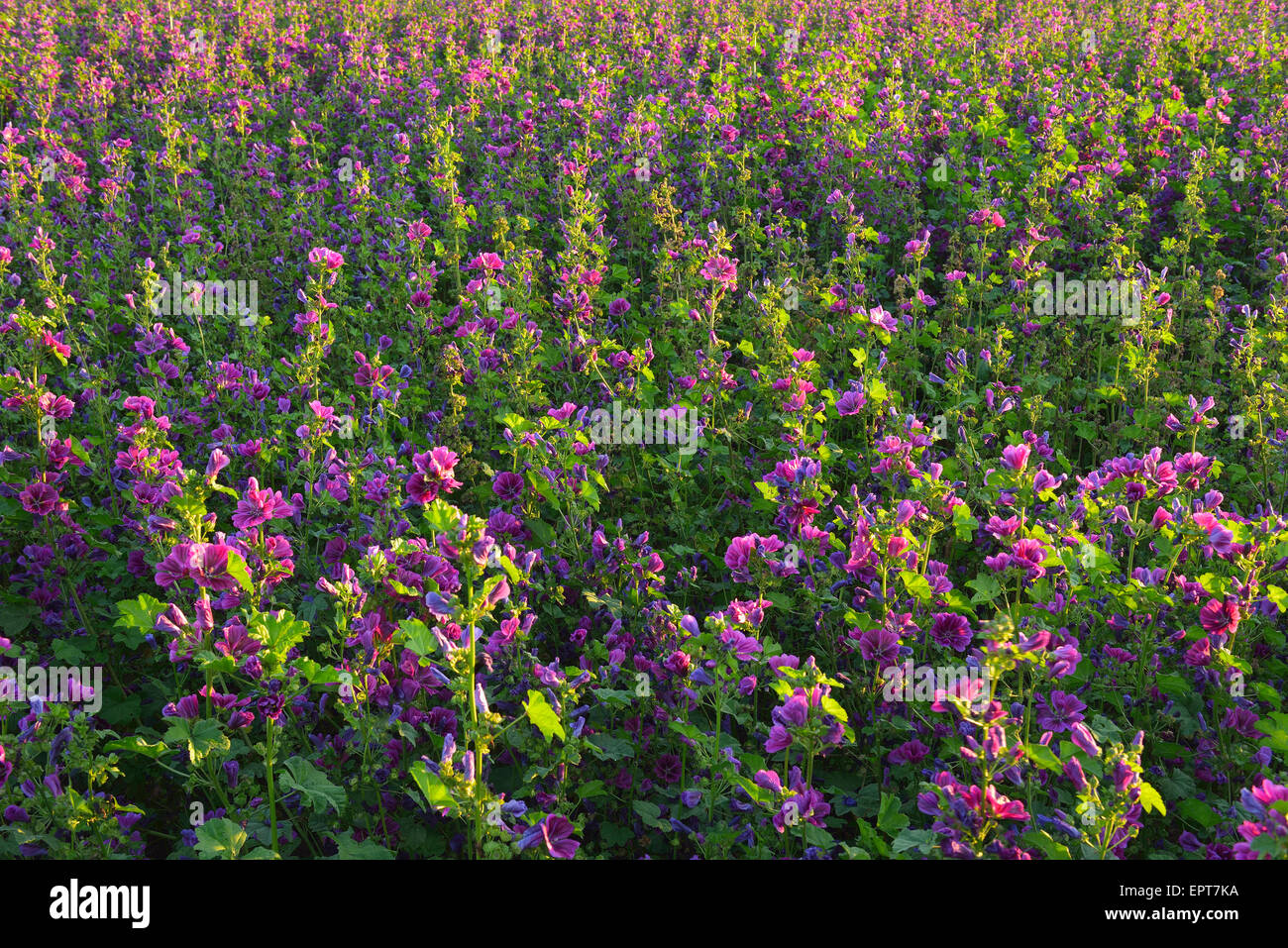 Field mallow flowers in bloom hi-res stock photography and images - Alamy