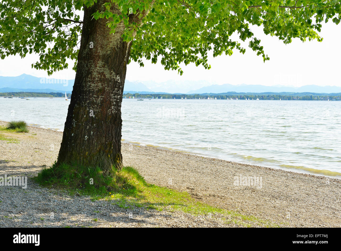 Lakeside with Tree, Ambach, Starnberger See, Upper Bavaria, Bavaria ...