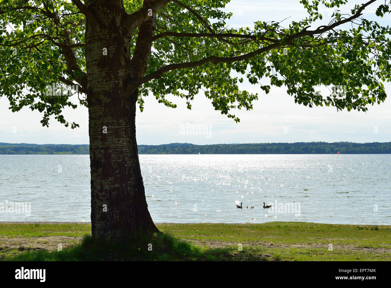 Lakeside with Tree and Geese, Ambach, Starnberger See, Upper Bavaria ...