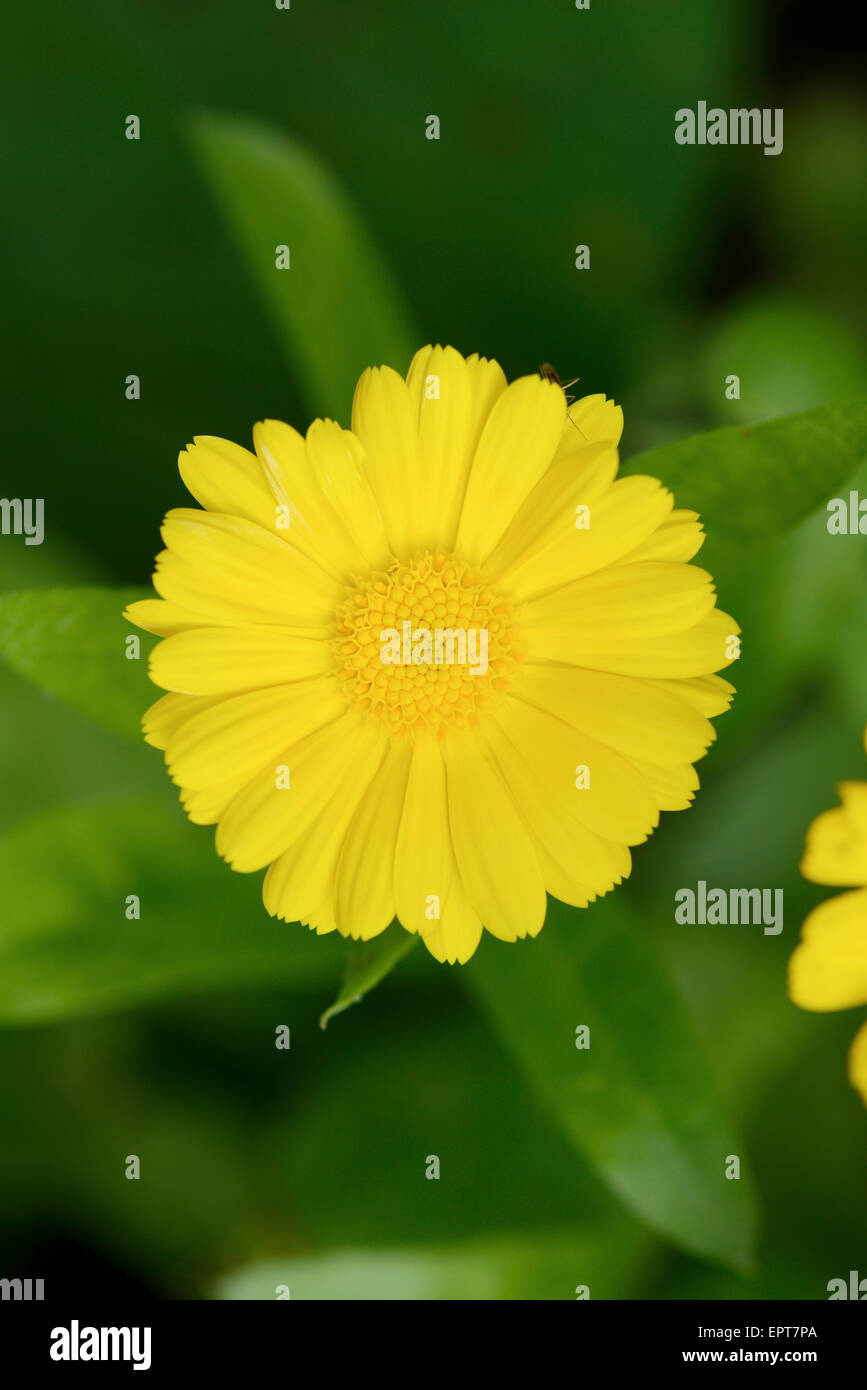 Calendula officinalis neon hi-res stock photography and images - Alamy