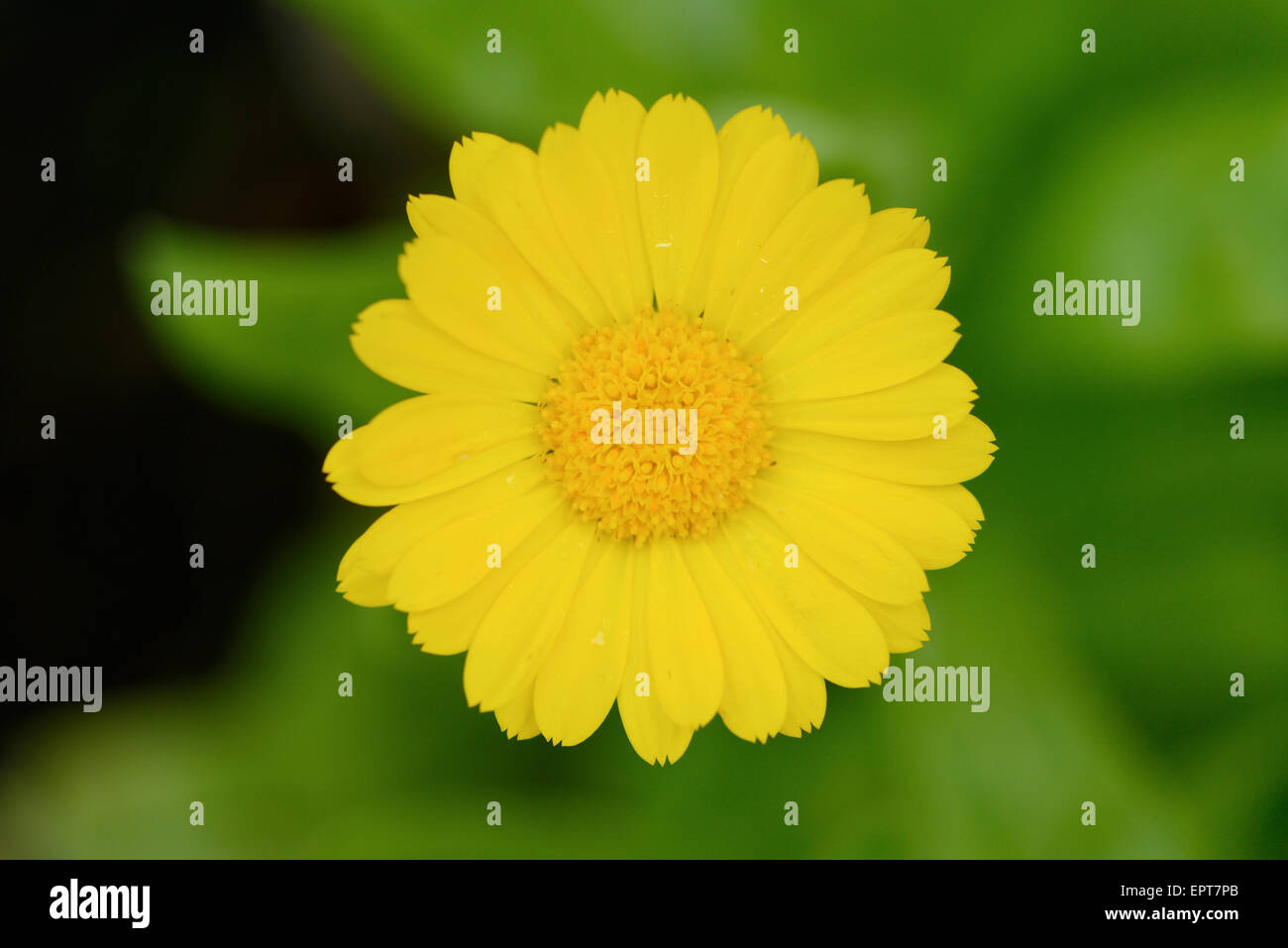 Calendula officinalis neon hi-res stock photography and images - Alamy