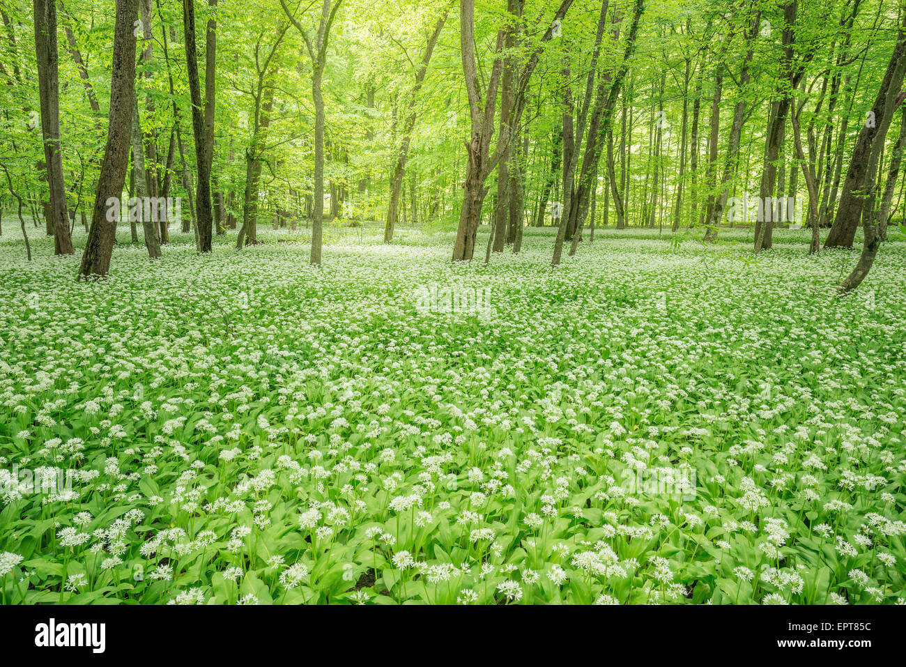 White flowers of the ramsons in the forest Stock Photo - Alamy
