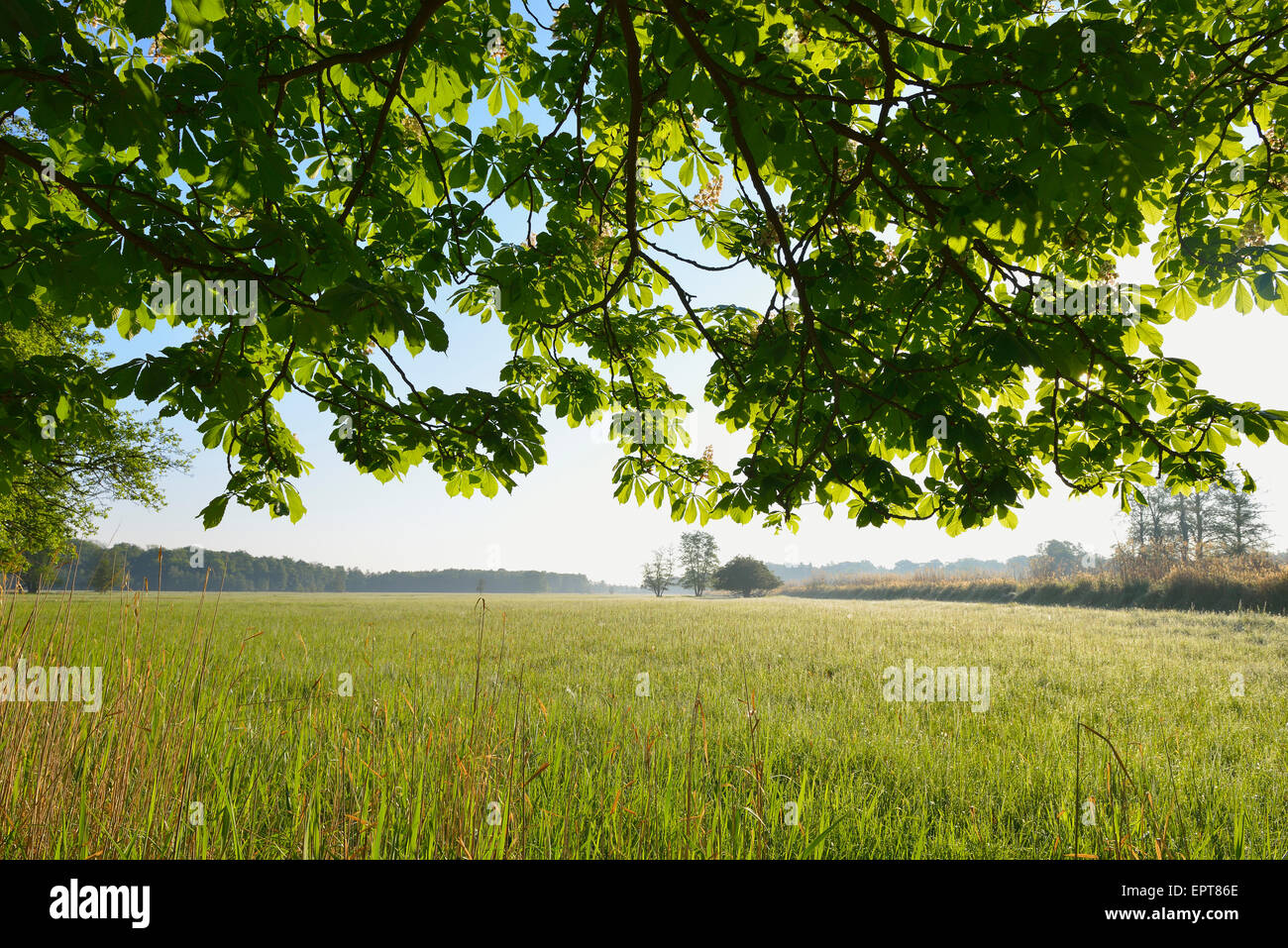 Branches of a chestnut tree looking through to grassy field, Hesse ...