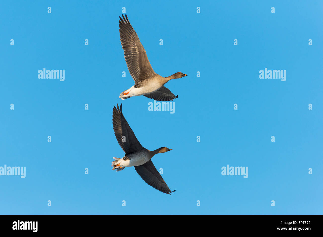 Bean Geese (Anser fabalis), flying against blue sky, Hesse, Germany ...