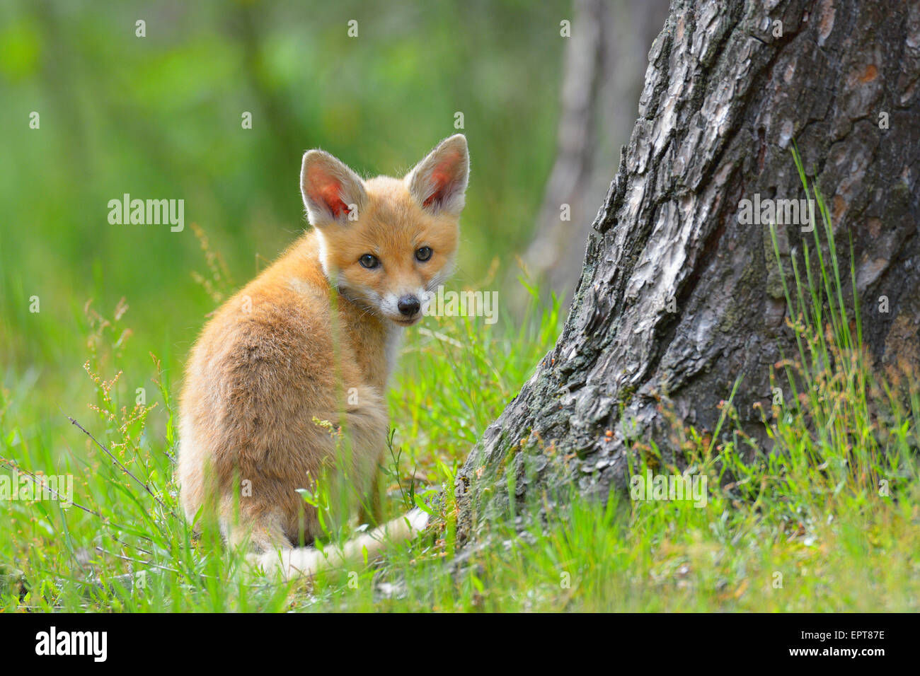Young Red Fox, Vulpes vulpes, Hesse, Germany, Europe Stock Photo - Alamy