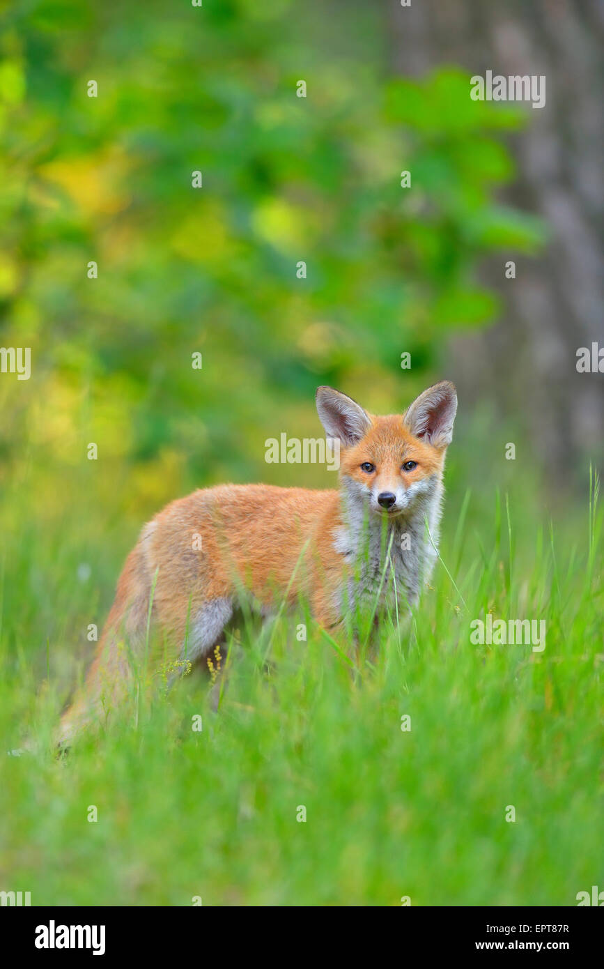 Young Red Fox, Vulpes vulpes, Hesse, Germany, Europe Stock Photo - Alamy