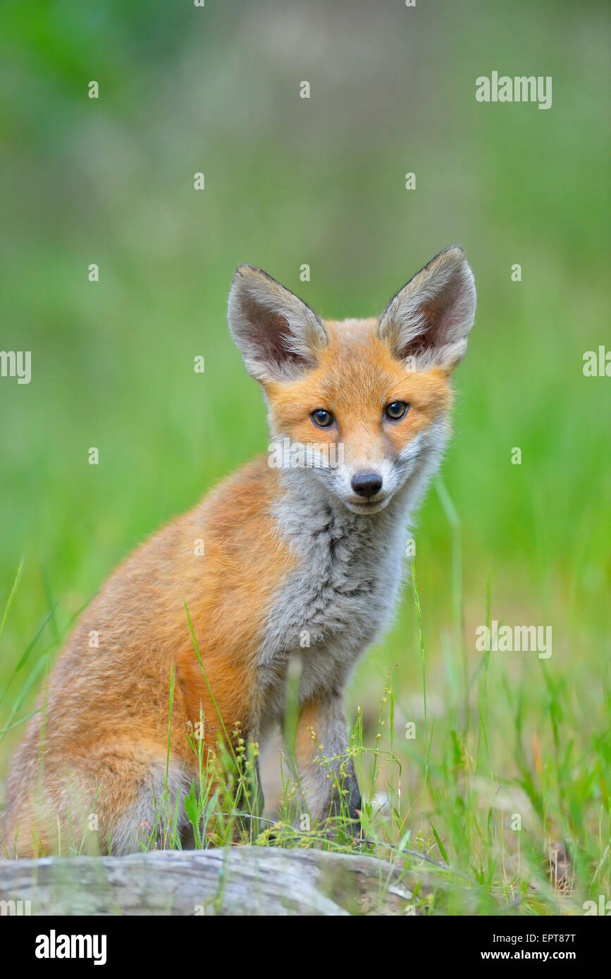 Young Red Fox, Vulpes vulpes, Hesse, Germany, Europe Stock Photo - Alamy