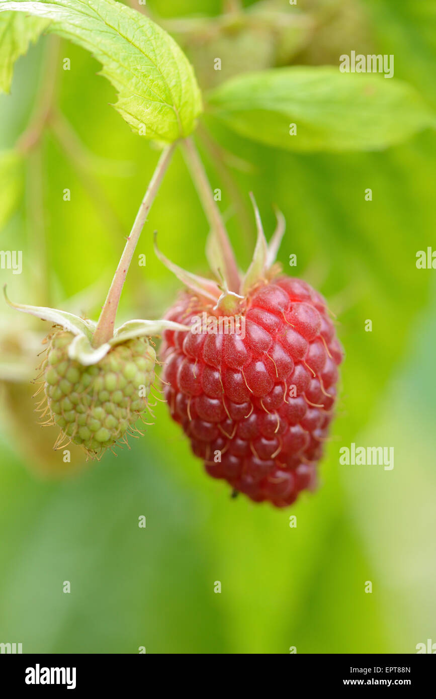 Close-up of red raspberry (Rubus idaeus) fruits in a garden in summer ...