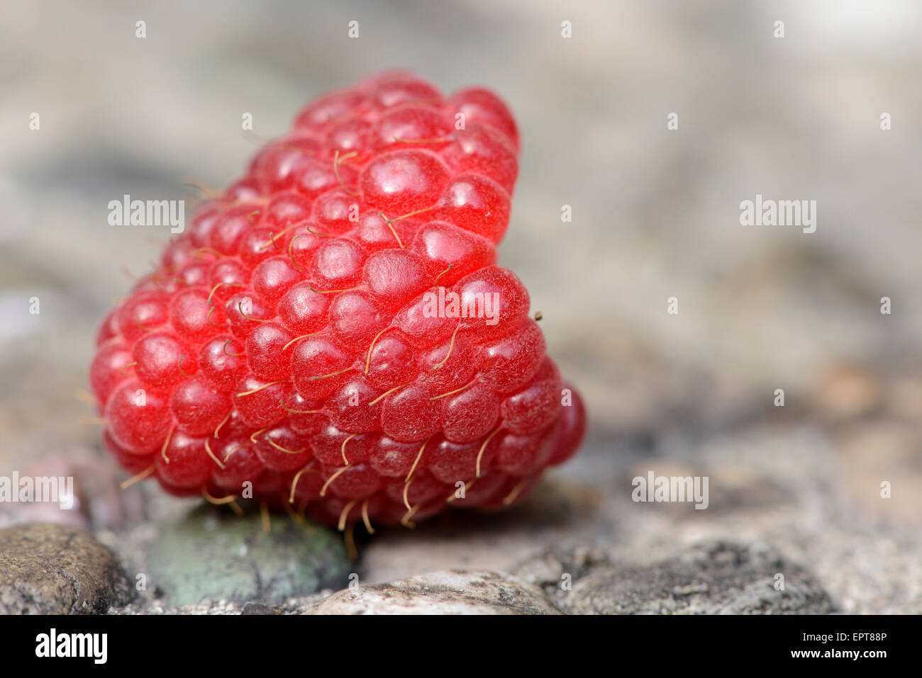 Close-up of red raspberry (Rubus idaeus) fruits in a garden in summer ...