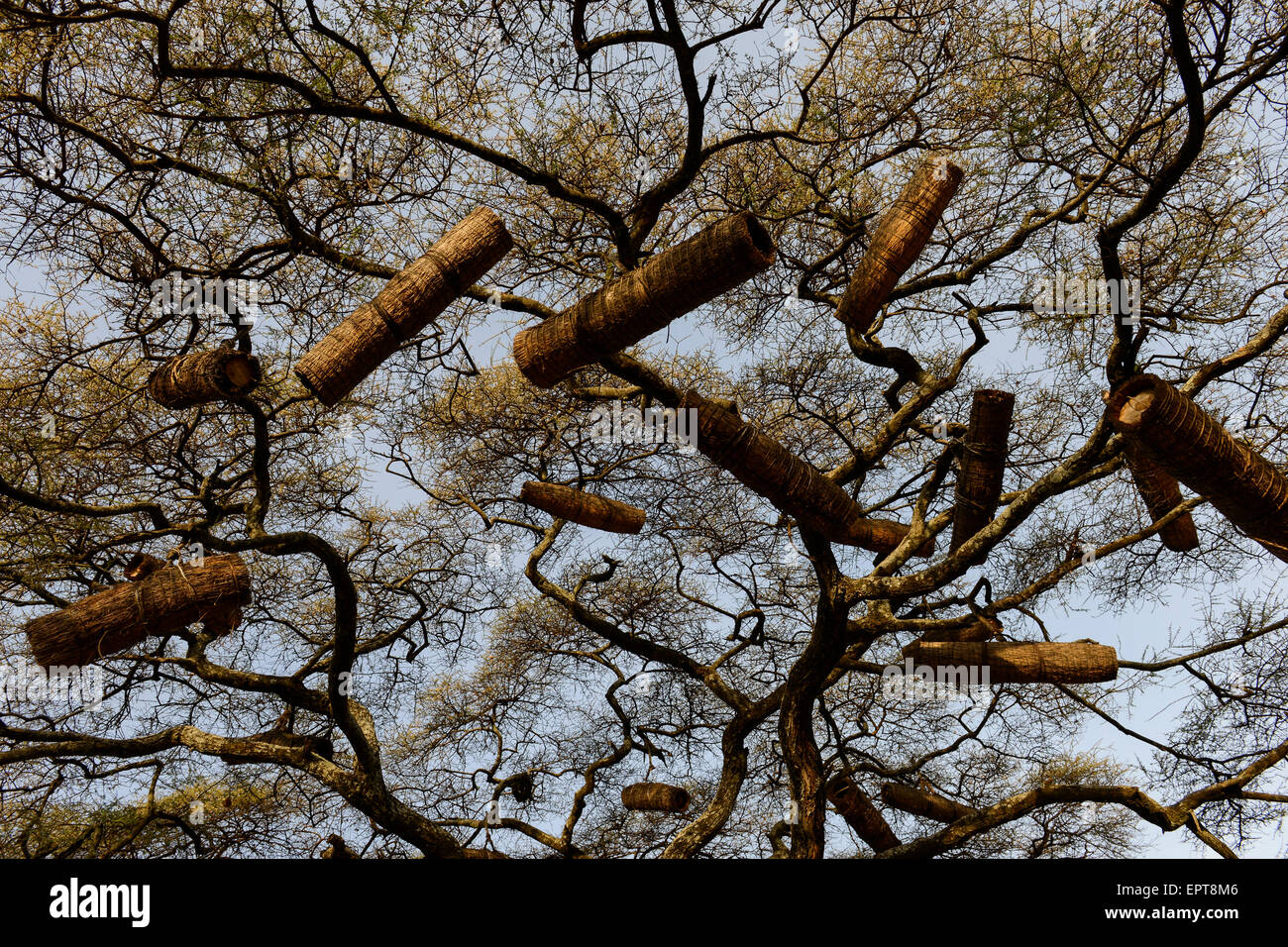 ETHIOPIA, Southern Nations, Lower Omo valley, beehives in tree ...
