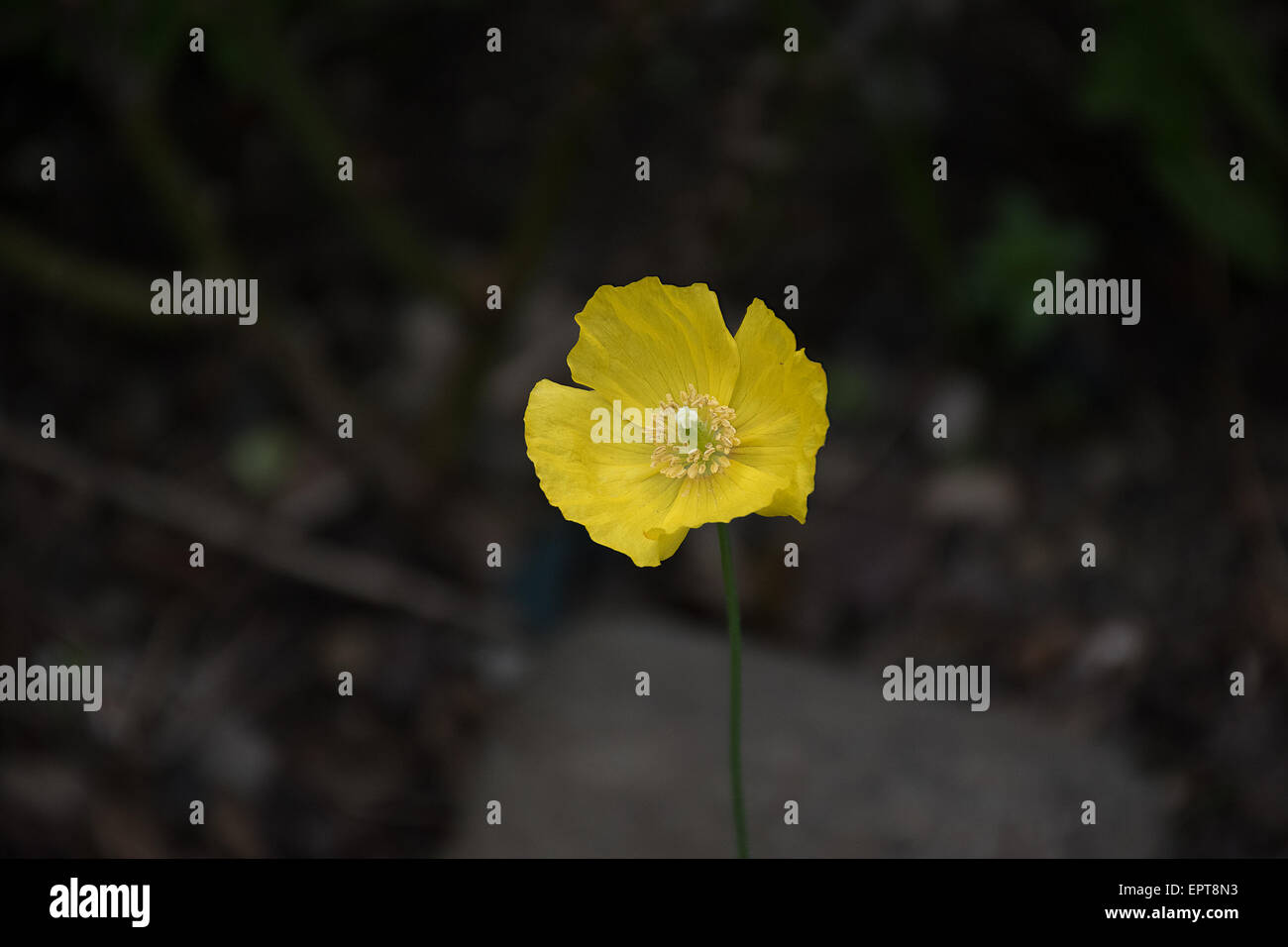 Yellow Poppy High Resolution Stock Photography and Images - Alamy