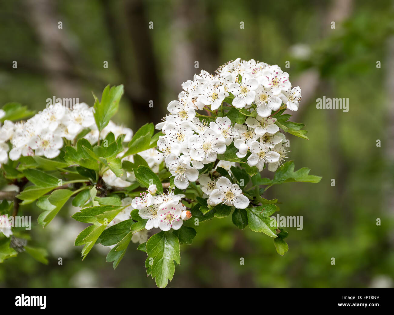 Plum blossom on background hi-res stock photography and images - Alamy
