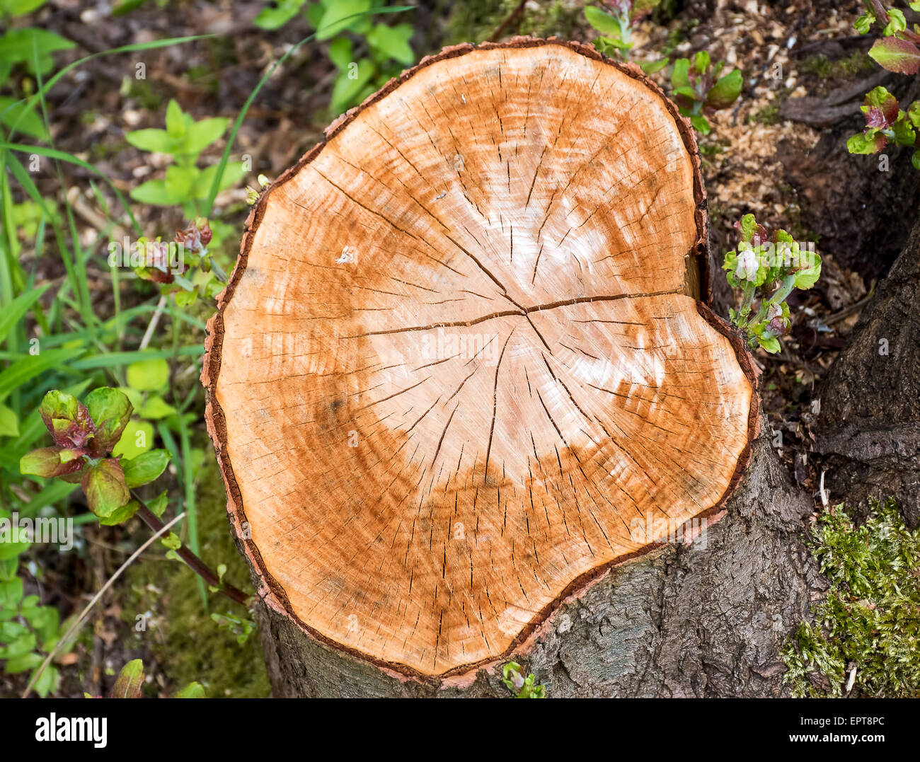 Recently cut tree stump Stock Photo - Alamy