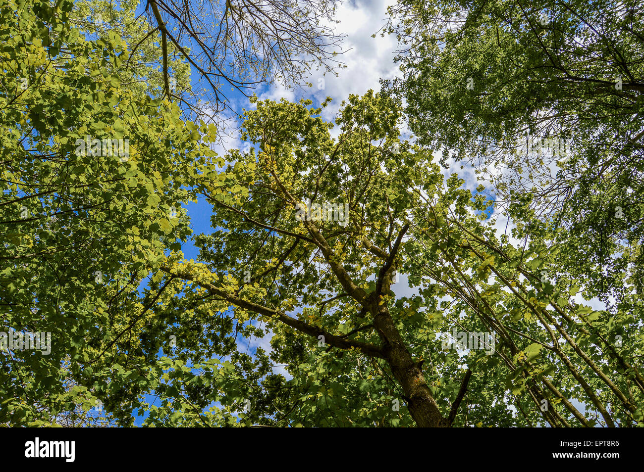 Looking up sky through trees hi-res stock photography and images - Alamy