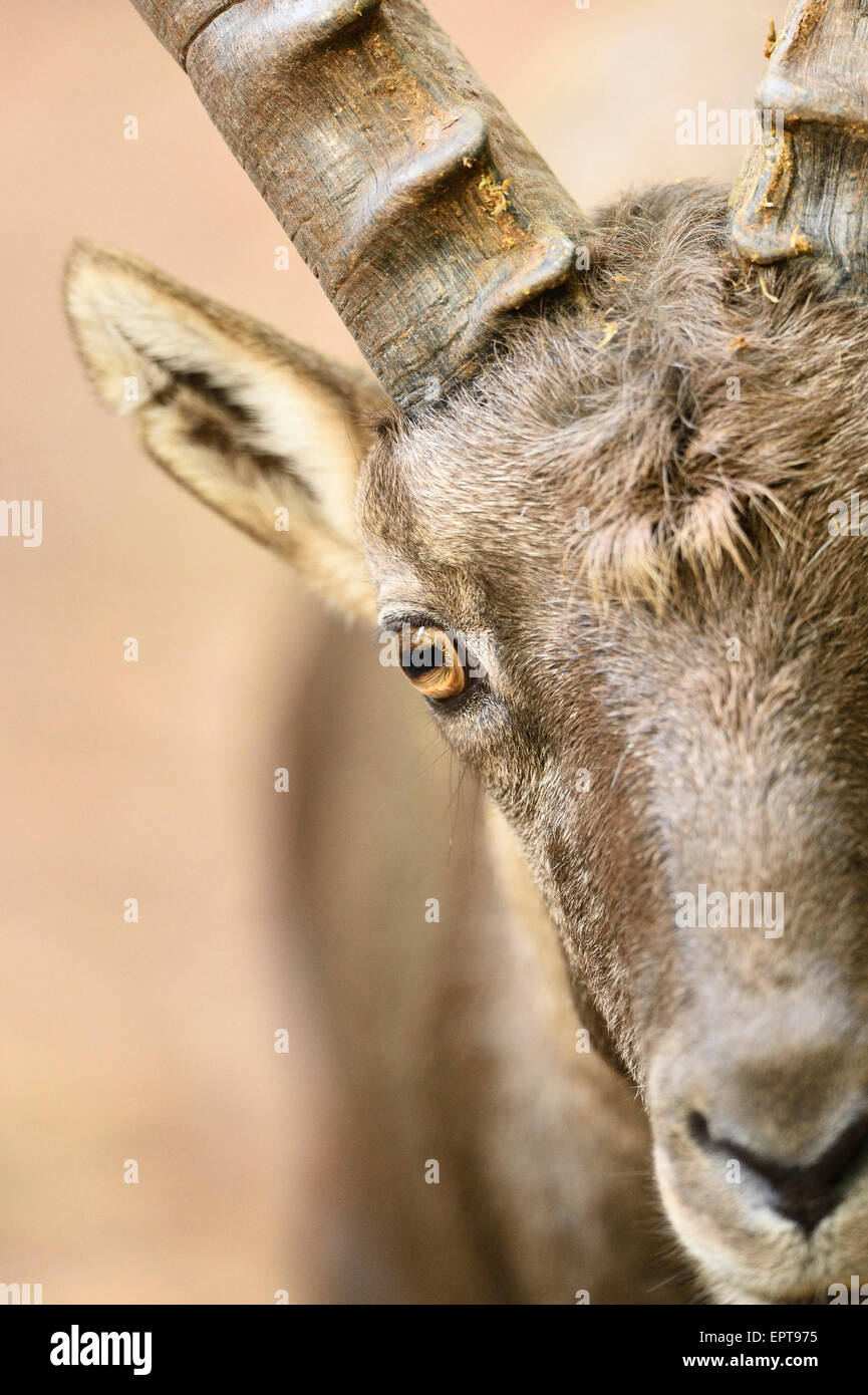 Alpine ibex face hi-res stock photography and images - Alamy