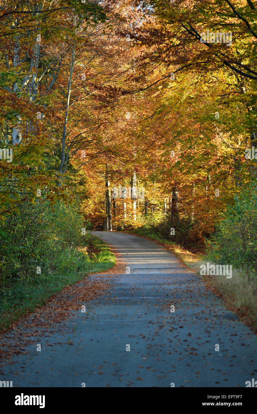 Tree-lined street with European beech trees (Fagus sylvatica) forest in ...