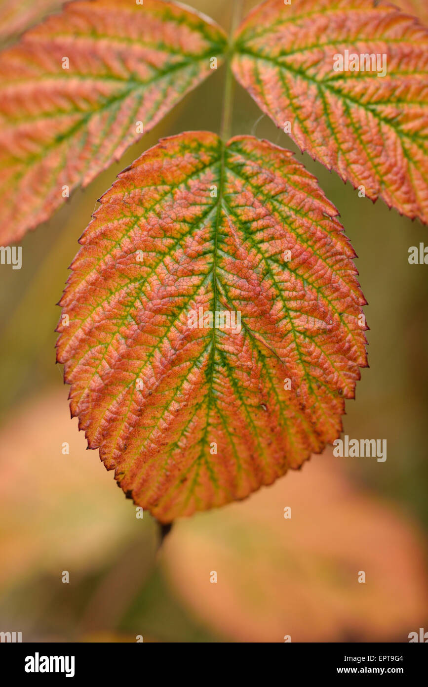 Close-up of red raspberry (Rubus idaeus) leaves in autumn, Upper ...