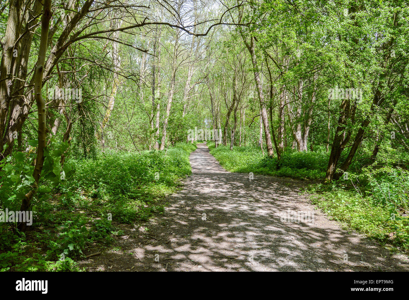 Walking through summer forest trees hi-res stock photography and images ...