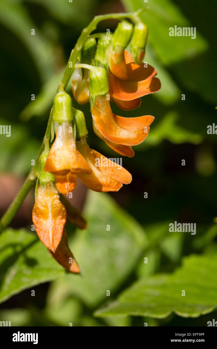 Single spring flower shoot of the deciduous perennial pea, Lathyrus ...