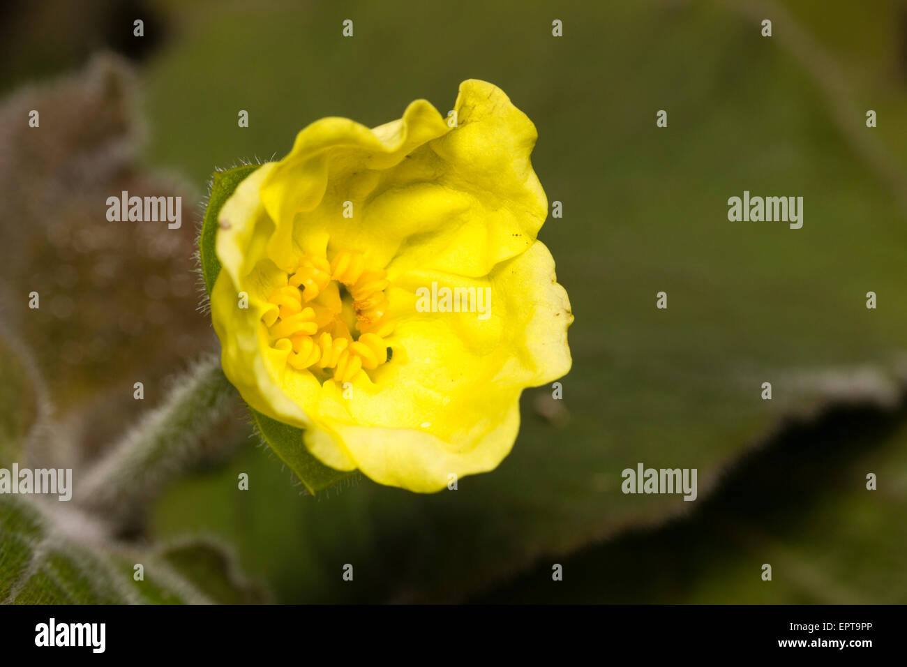 Clumping perennial plant hi-res stock photography and images - Alamy