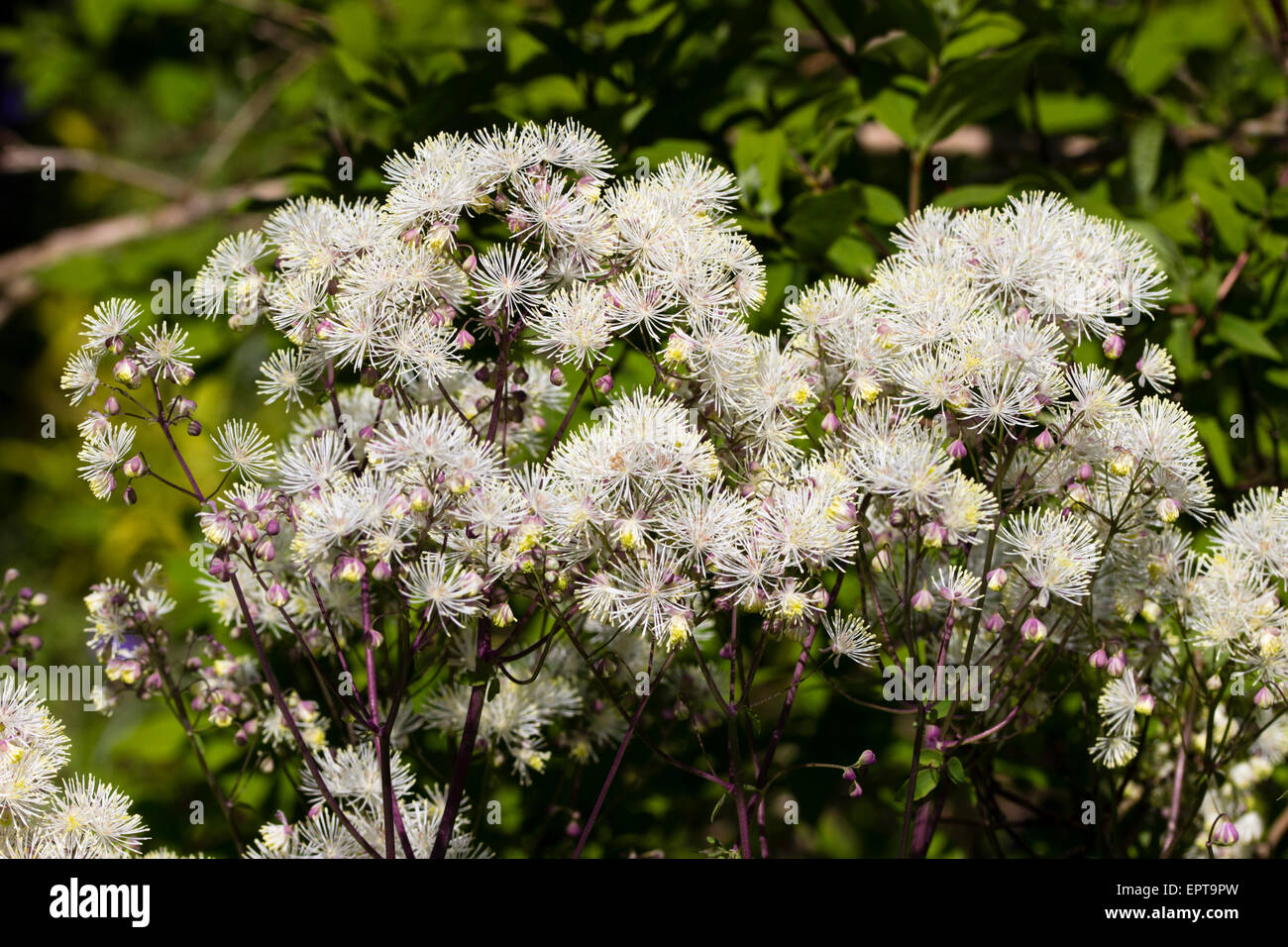 Powderpuff flowers of the white form of meadow rue, Thalictrum ...