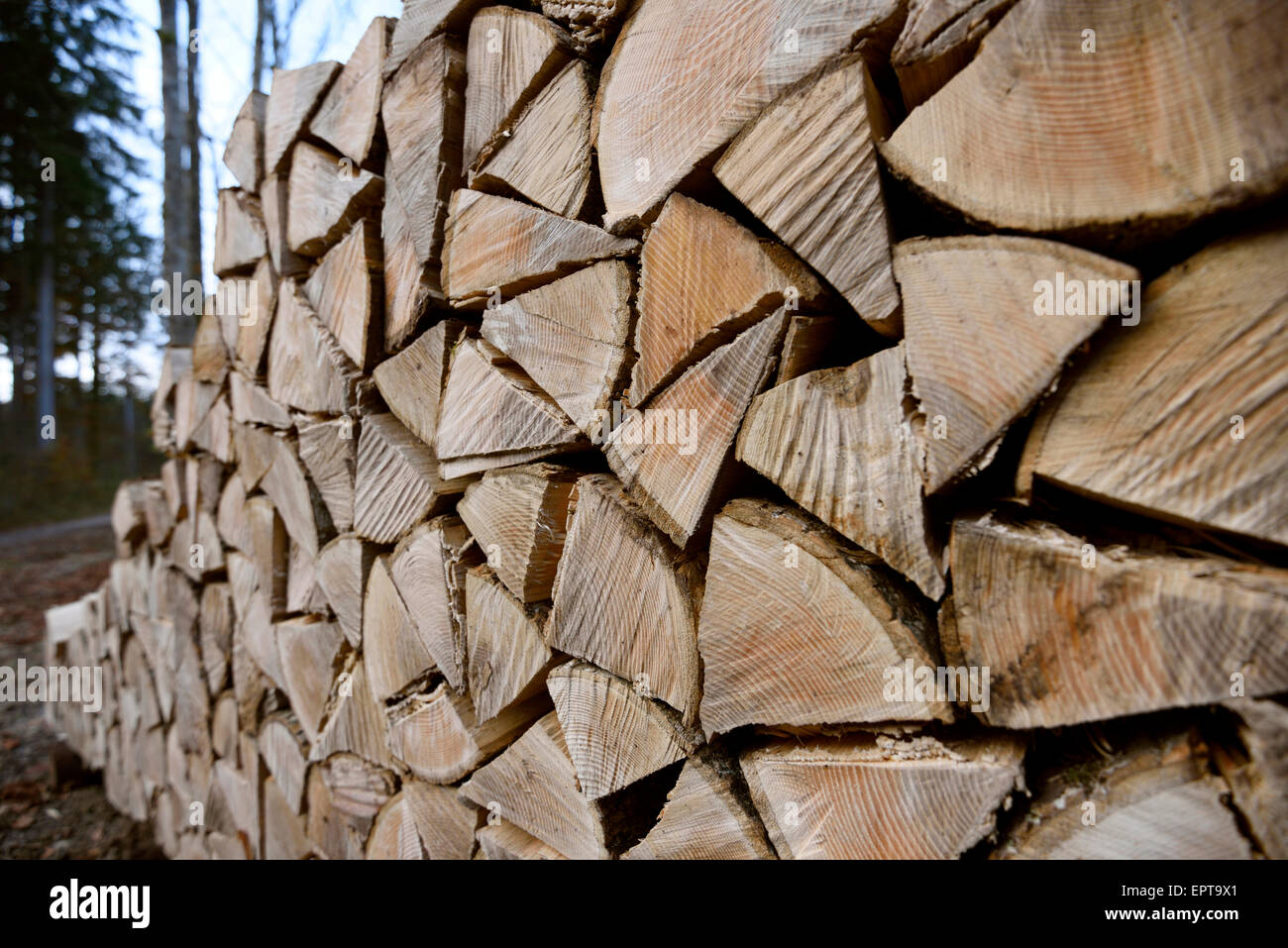 Stack of Firewood in Forest in Autumn, Langbathsee, Austria Stock Photo ...