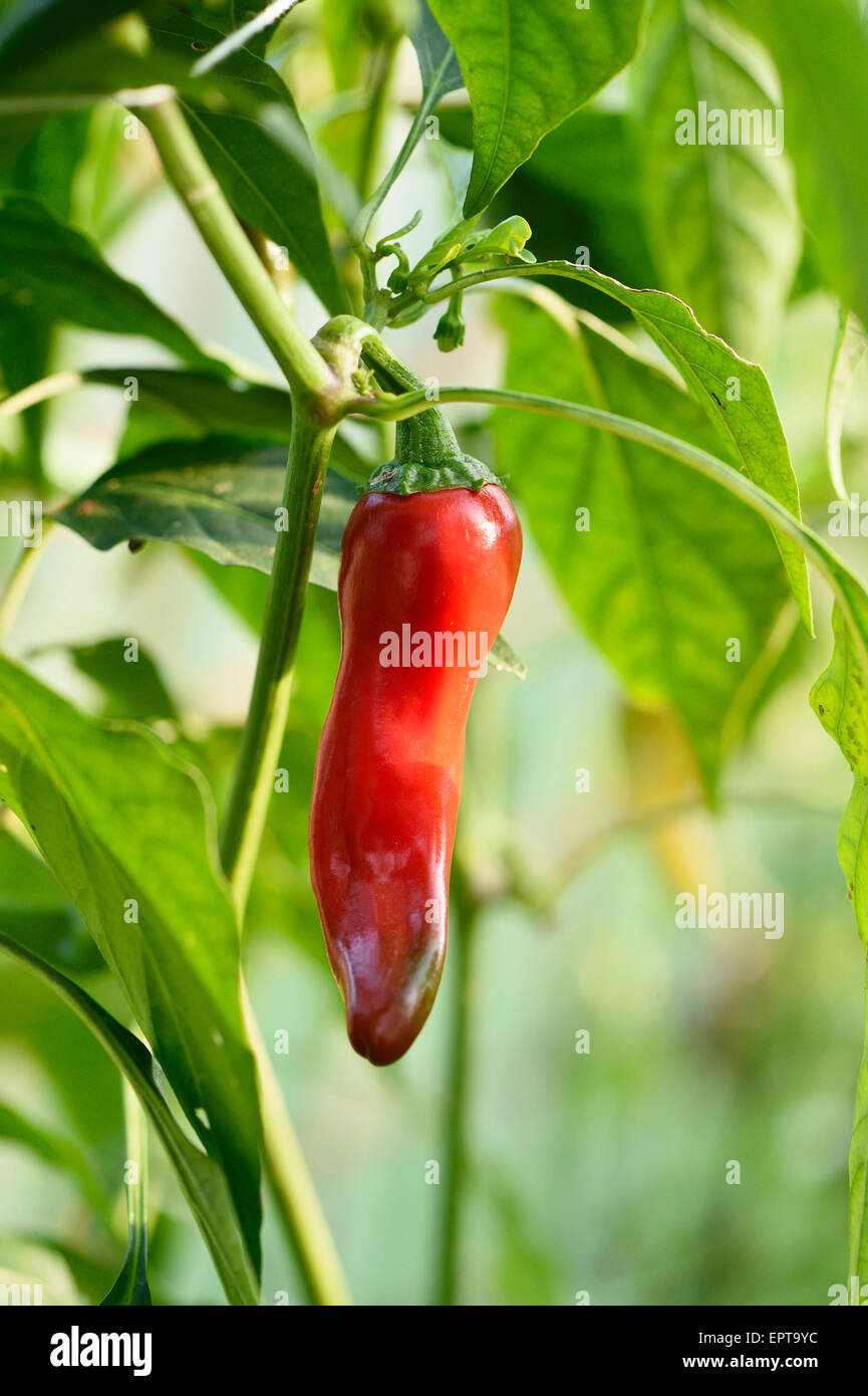 Peppers (Capsicum) growing in a greenhouse in a garden in autumn Stock ...