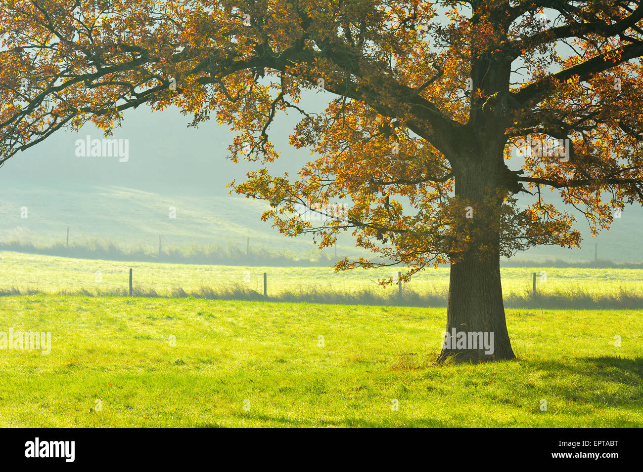 Oak Tree in Autumn, Vogelsbergkreis, Hesse, Germany Stock Photo - Alamy