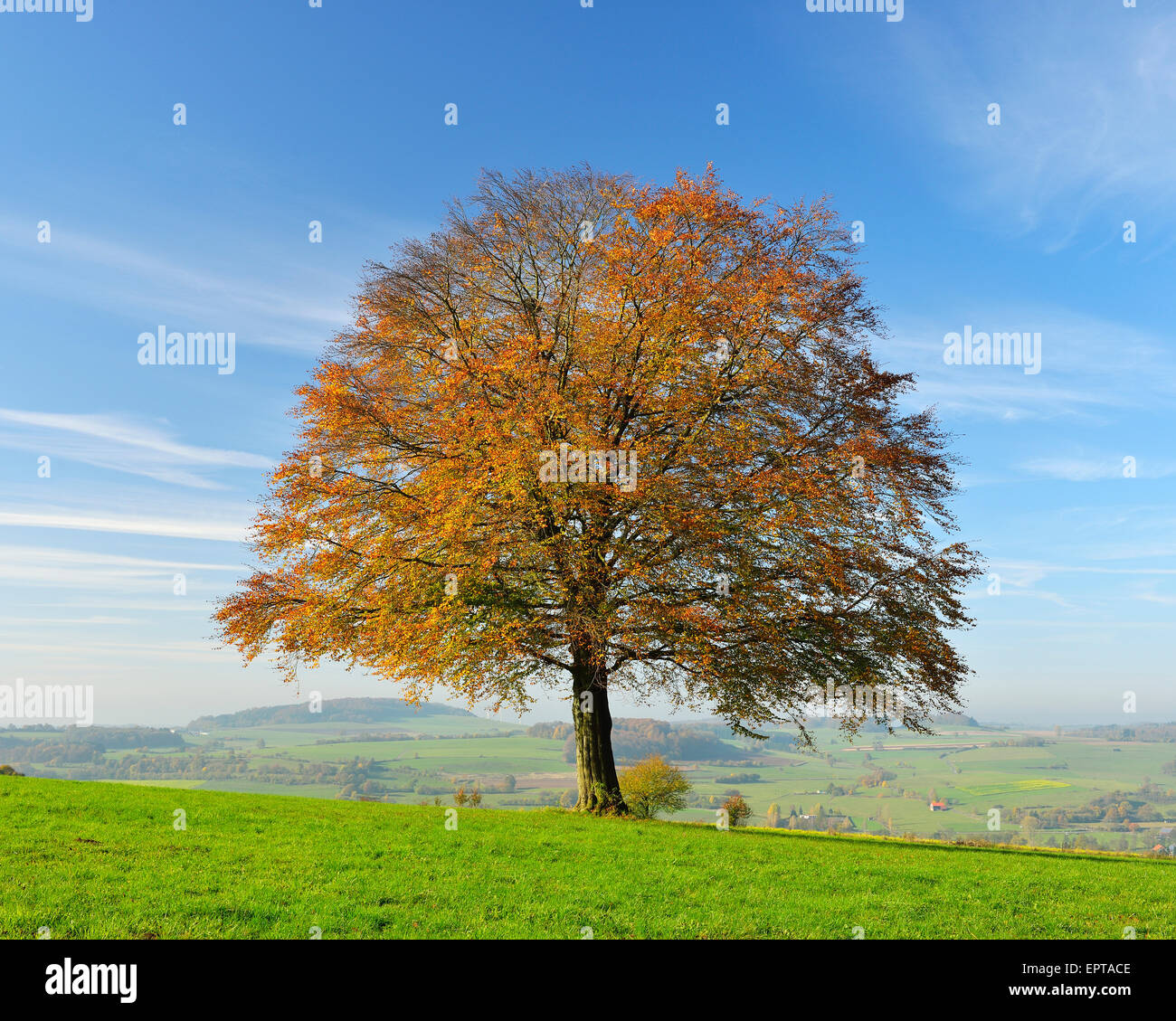Oak Tree in Autumn, Vogelsbergkreis, Hesse, Germany Stock Photo - Alamy