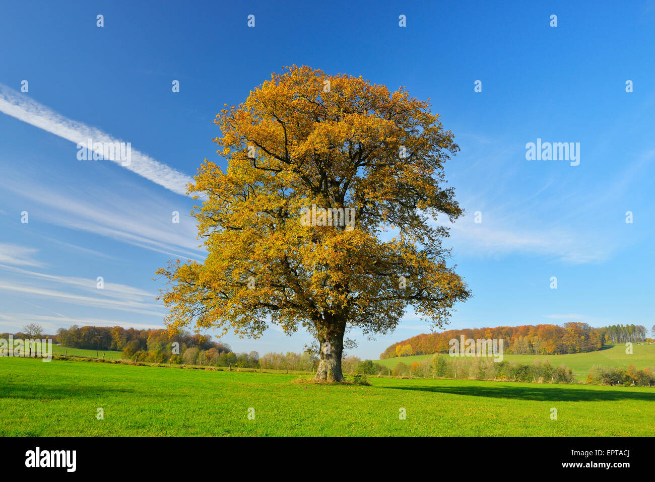 Oak Tree in Autumn, Vogelsbergkreis, Hesse, Germany Stock Photo - Alamy