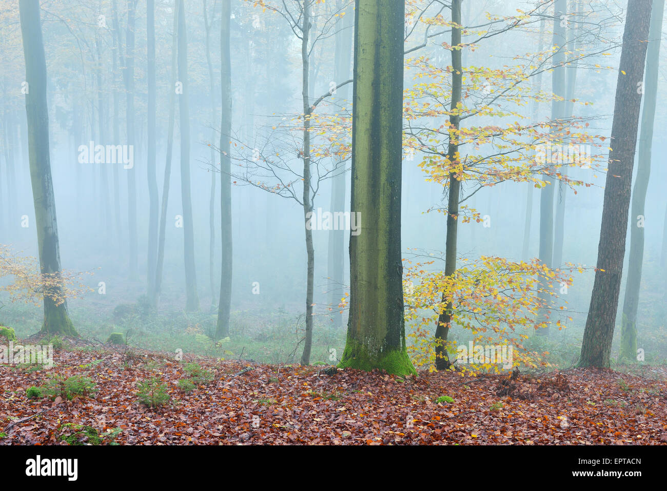 Autumn Forest with Fog, Spessart, Bavaria, Germany Stock Photo - Alamy
