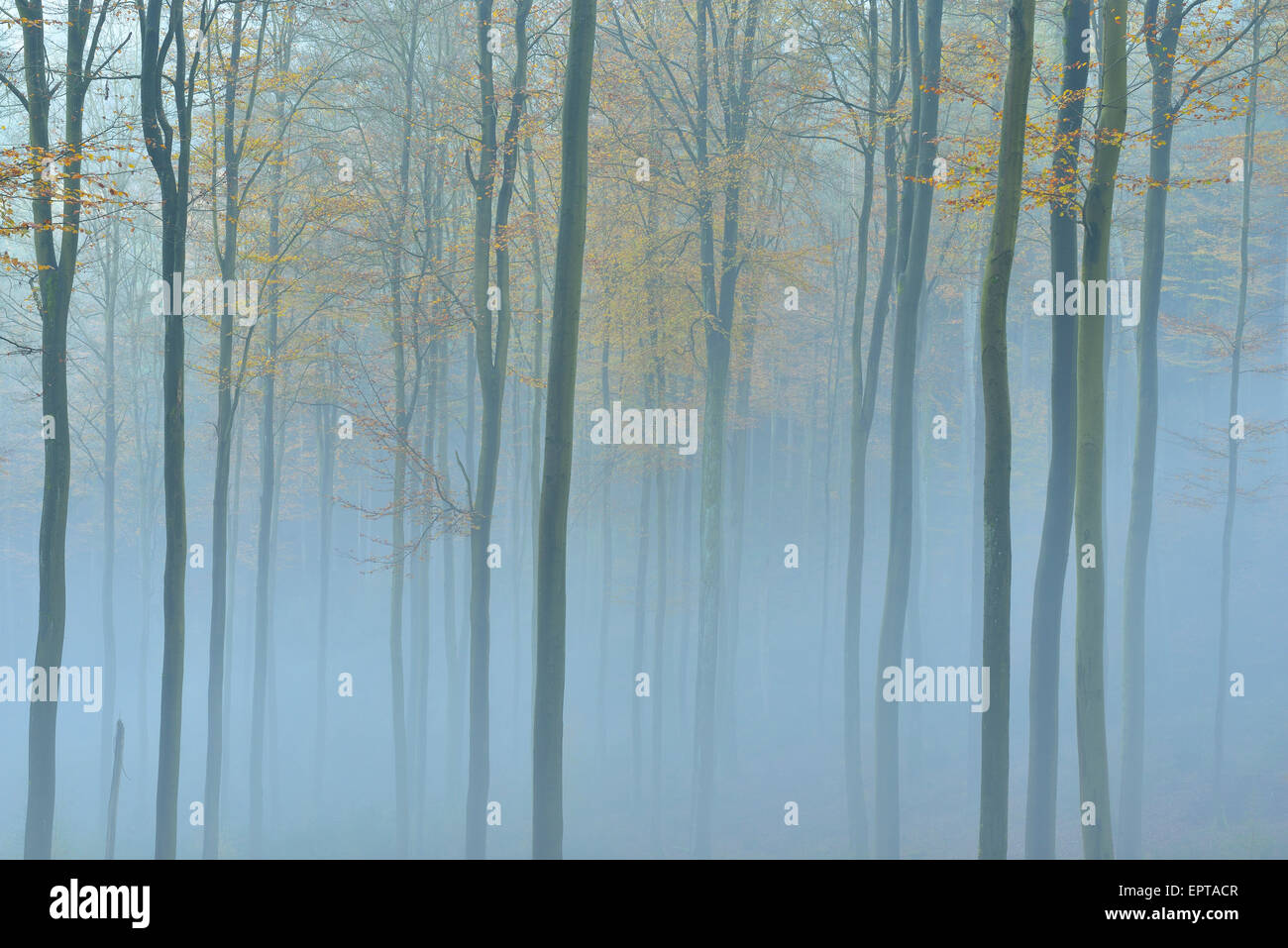 Bavarian spessart hi-res stock photography and images - Alamy