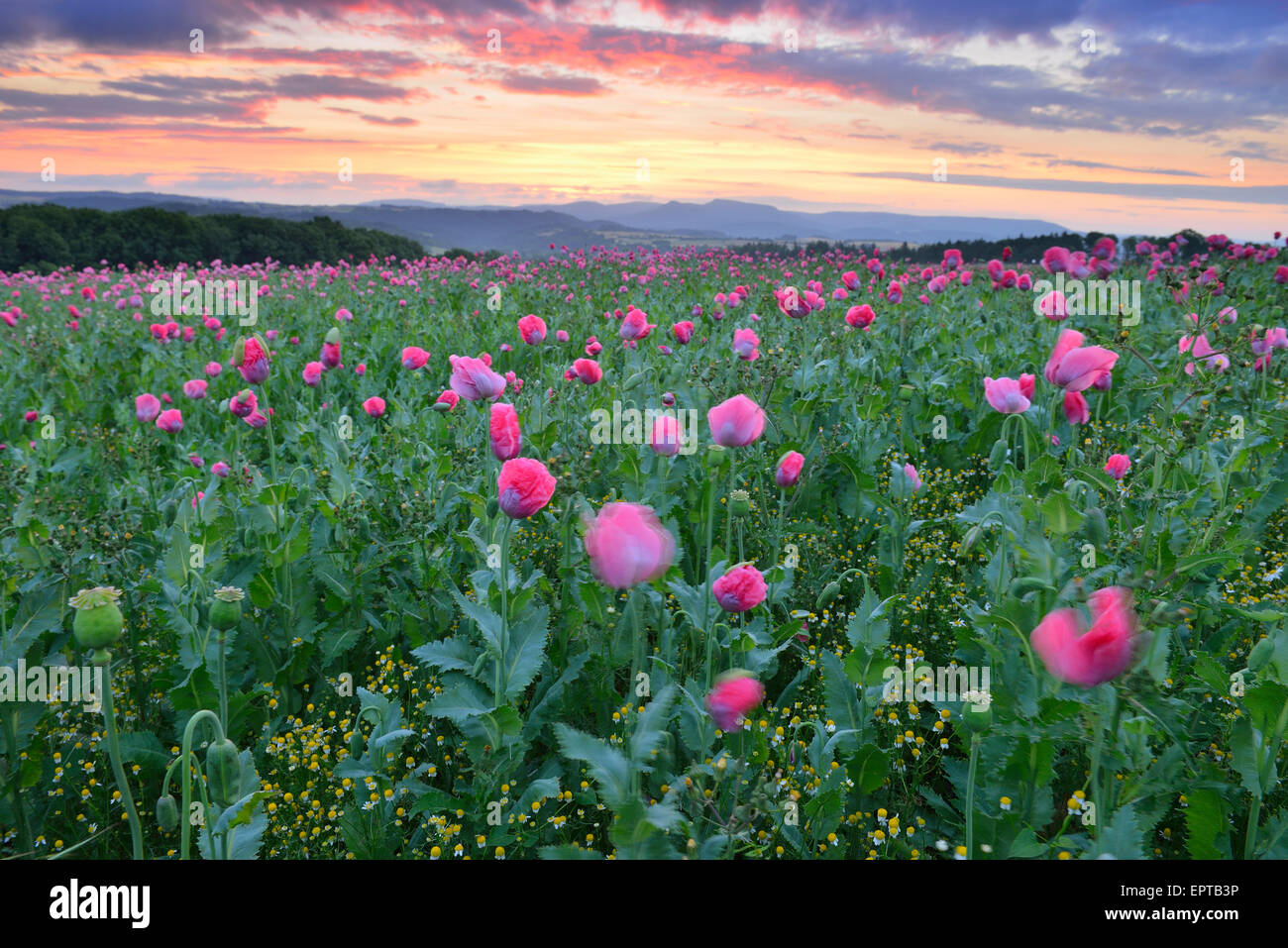 Opium Poppy Field (Papaver somniferum) at Sunrise, Summer, Germerode ...